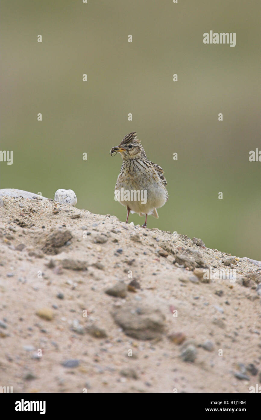Skylark Alauda arvensis hovering in flight over grassland at Sanna ...