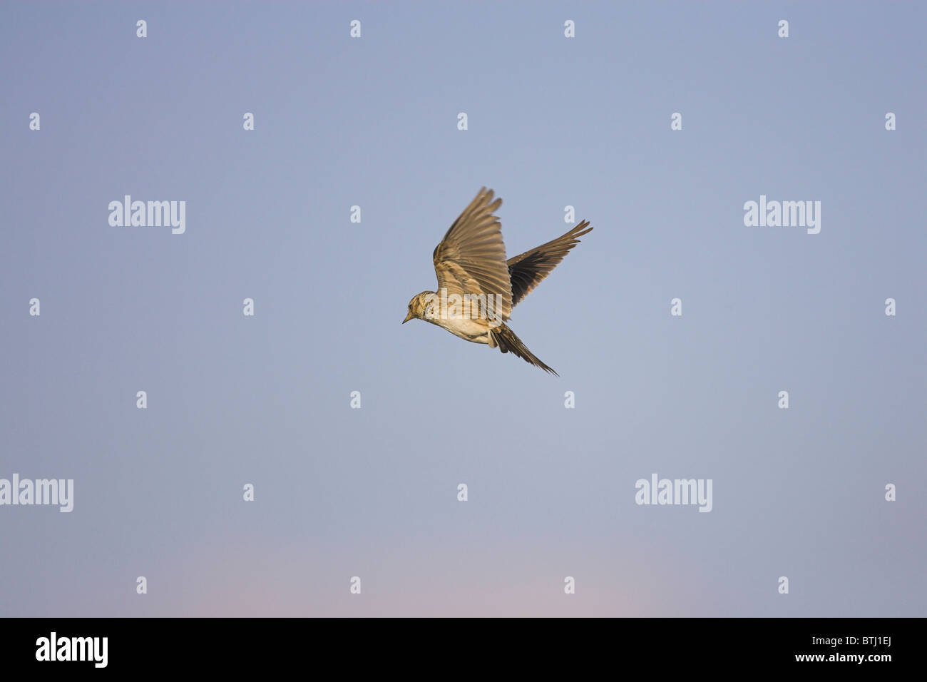 Skylark Alauda arvensis hovering in flight over grassland at Sanna ...