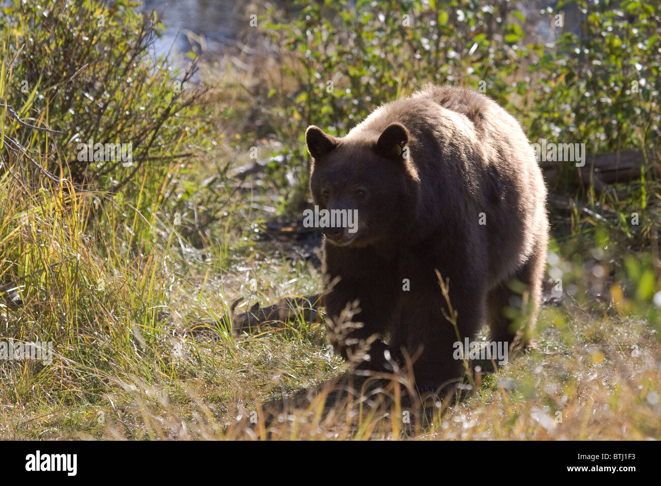 Black bear coming out hi-res stock photography and images - Alamy