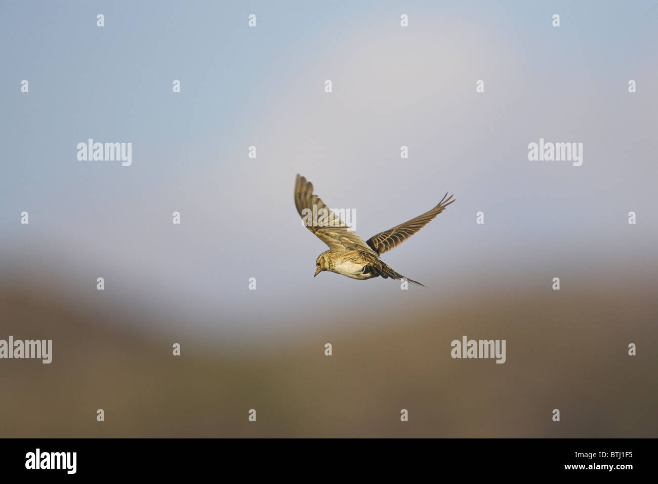 Skylark Alauda arvensis hovering in flight over grassland at Sanna ...