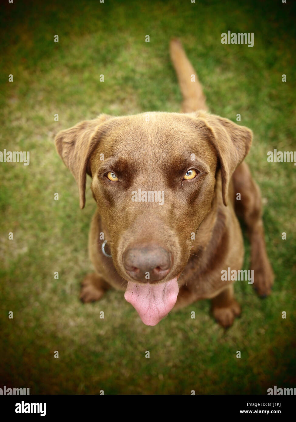 A Chocolate Labrador viewed from above Stock Photo - Alamy