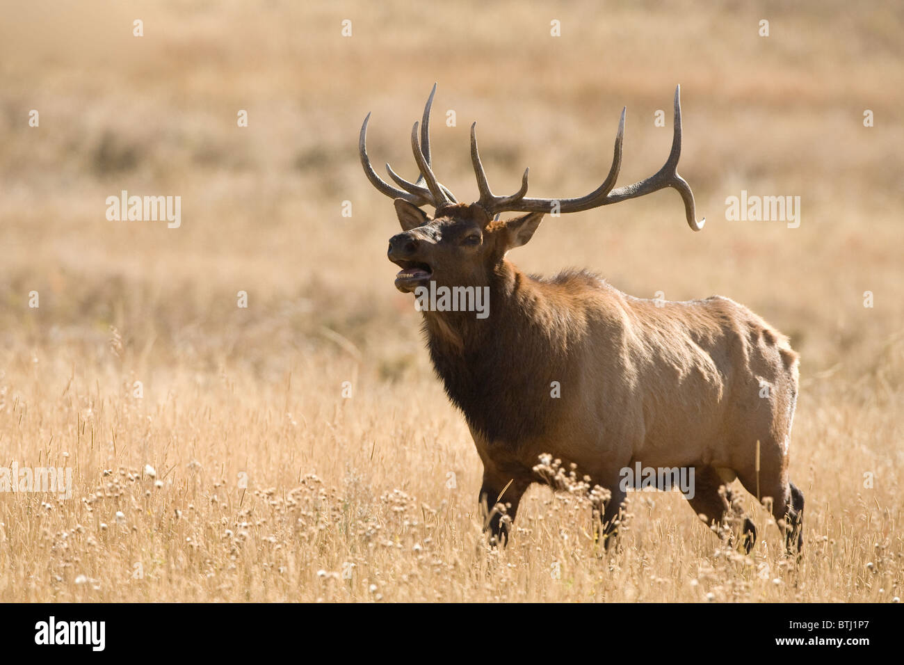 Bull Elk Bugling Stock Photo - Alamy