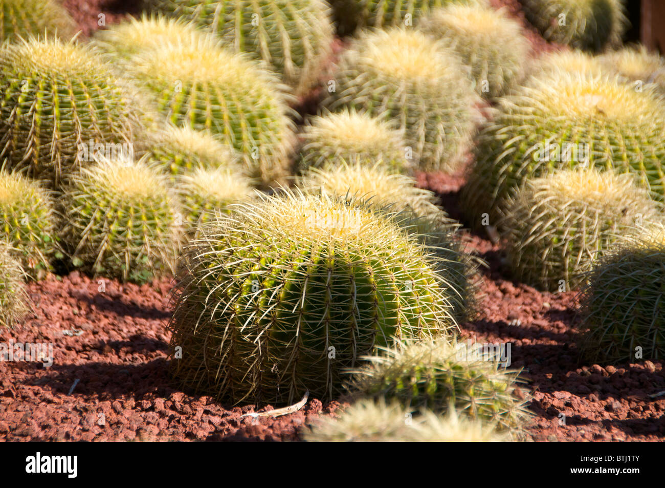 Cactus at the Botanical Garden in Sydney, Australia Stock Photo - Alamy