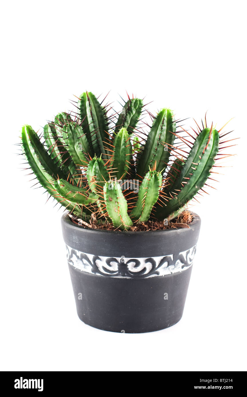 A potted cactus plant Euphorbia Heptagona Stock Photo - Alamy