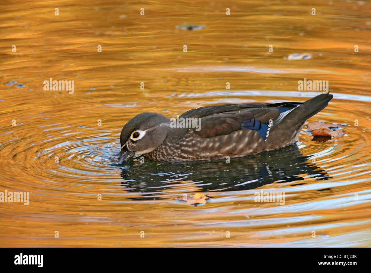 wood duck reflecting in pond Stock Photo - Alamy
