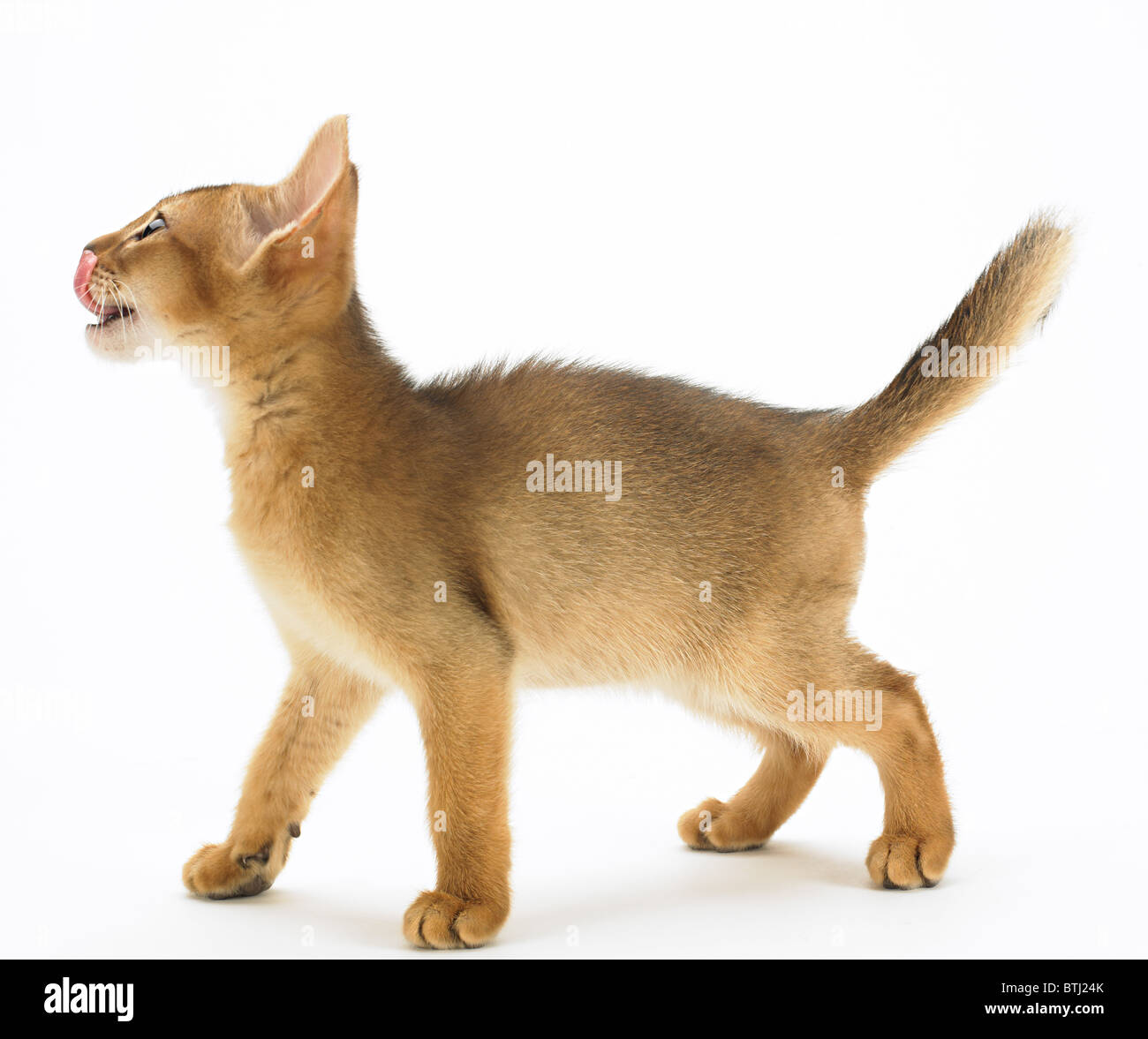 Abyssinian cat standing hi-res stock photography and images - Alamy