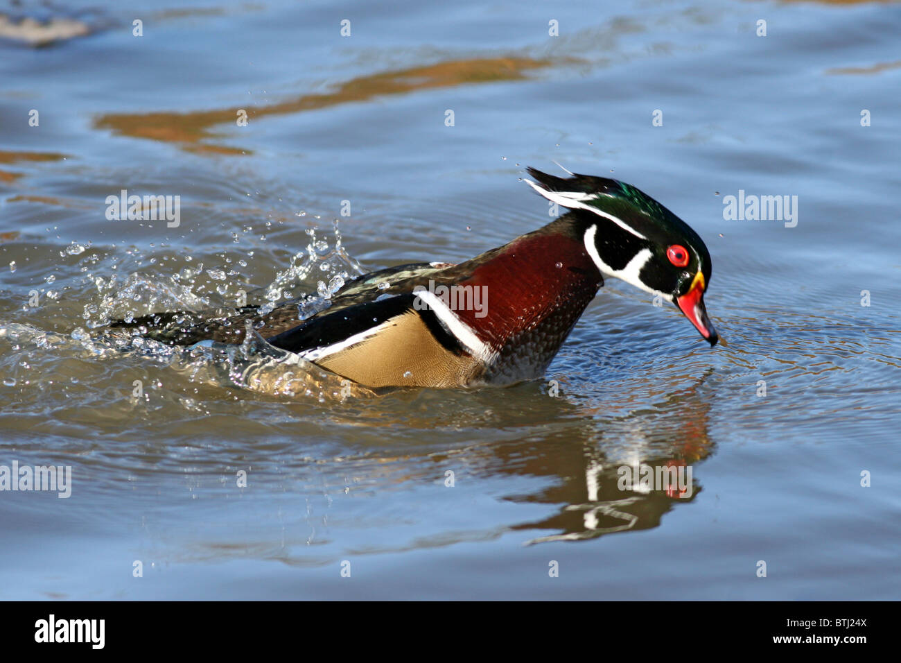 Duck dive hi-res stock photography and images - Alamy