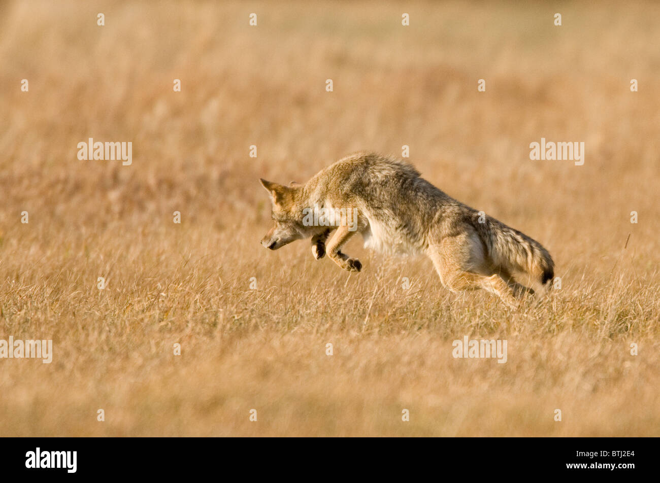 Coyote Pouncing Hunting Stock Photo - Alamy
