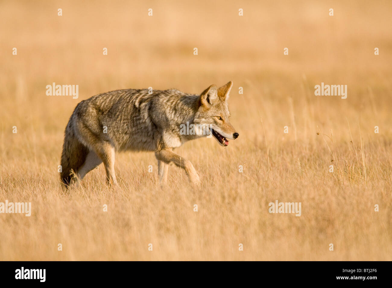 Coyote stalking hi-res stock photography and images - Alamy