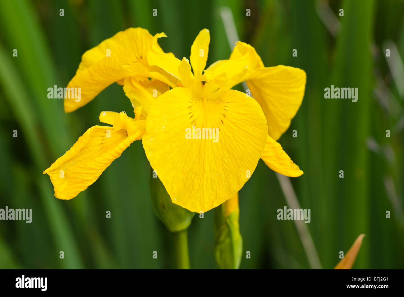Family of the iris plants iridaceae hi-res stock photography and images ...