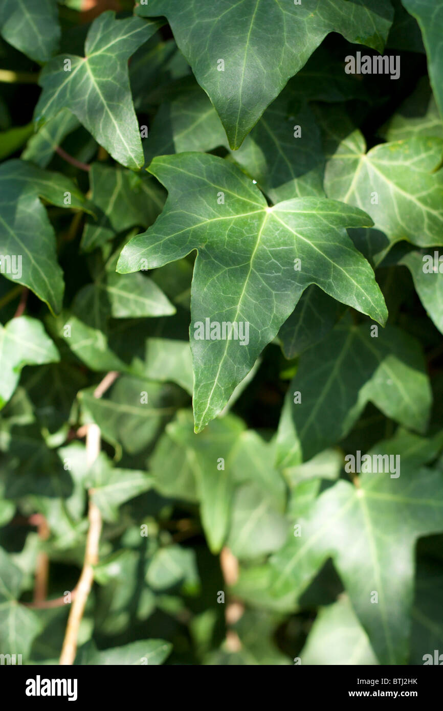 Ivy leaf hi-res stock photography and images - Alamy