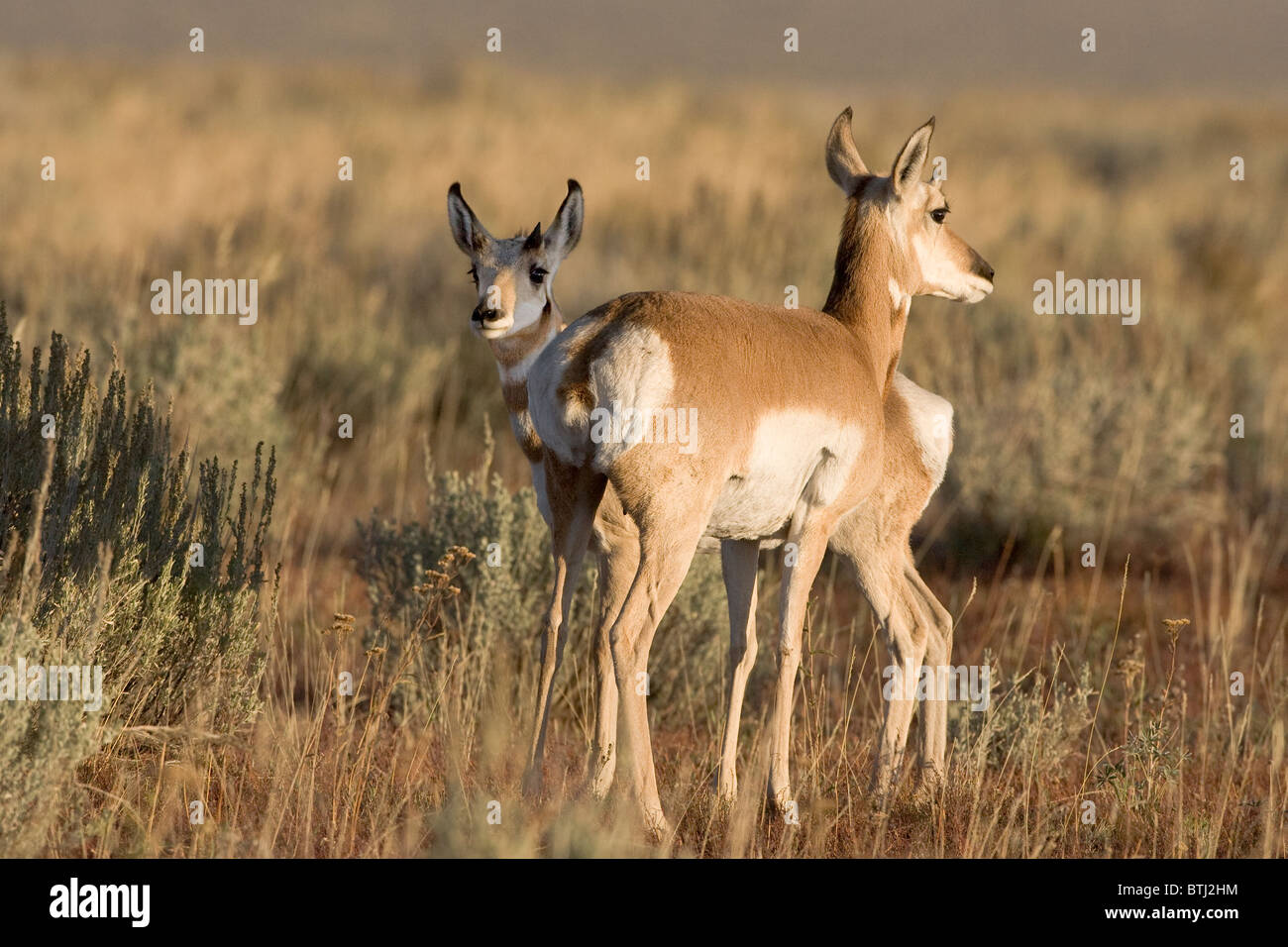 Pronghorn Antelope Doe and Young Buck Stock Photo - Alamy