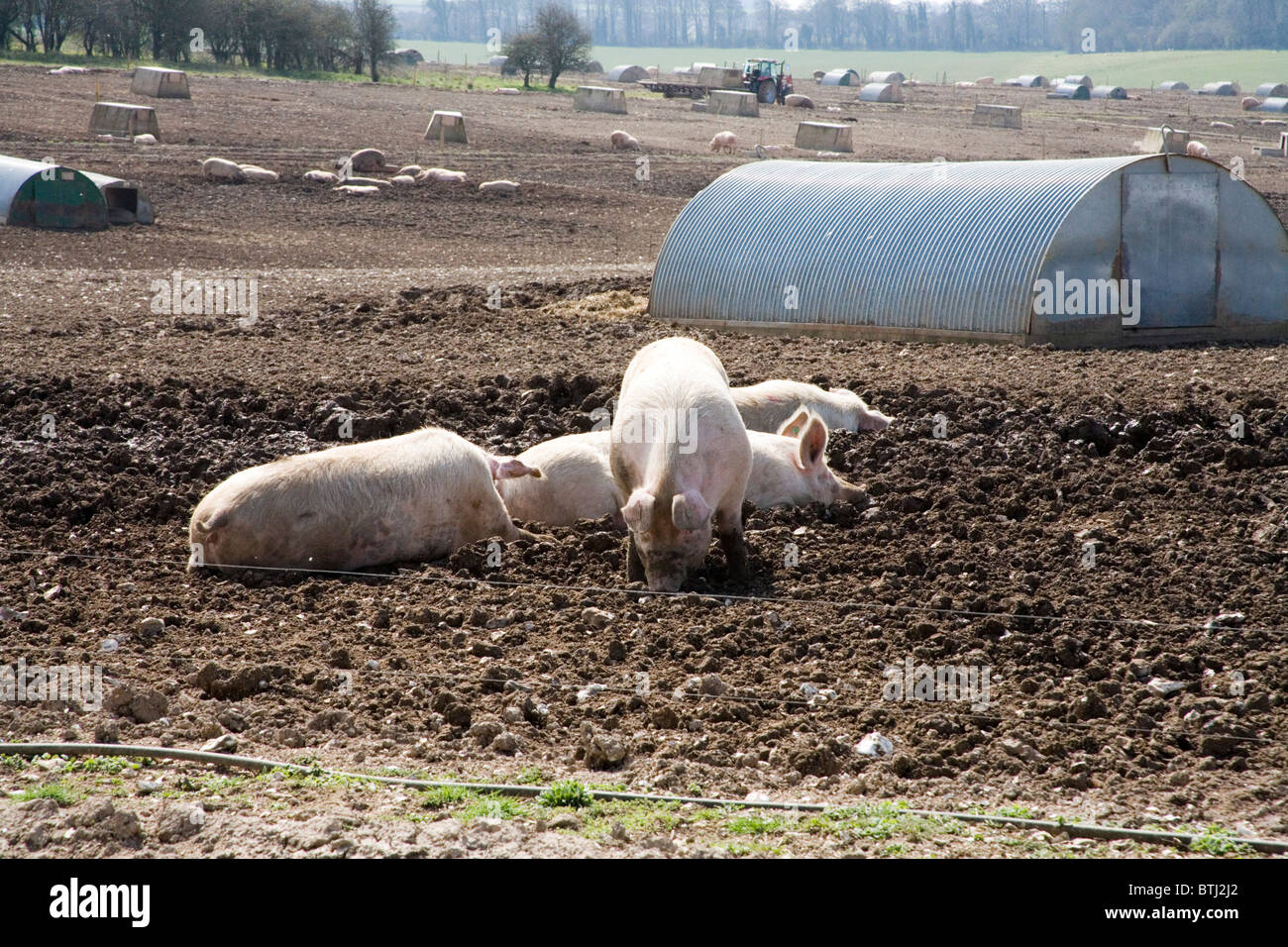 Pig sheds hi-res stock photography and images - Alamy