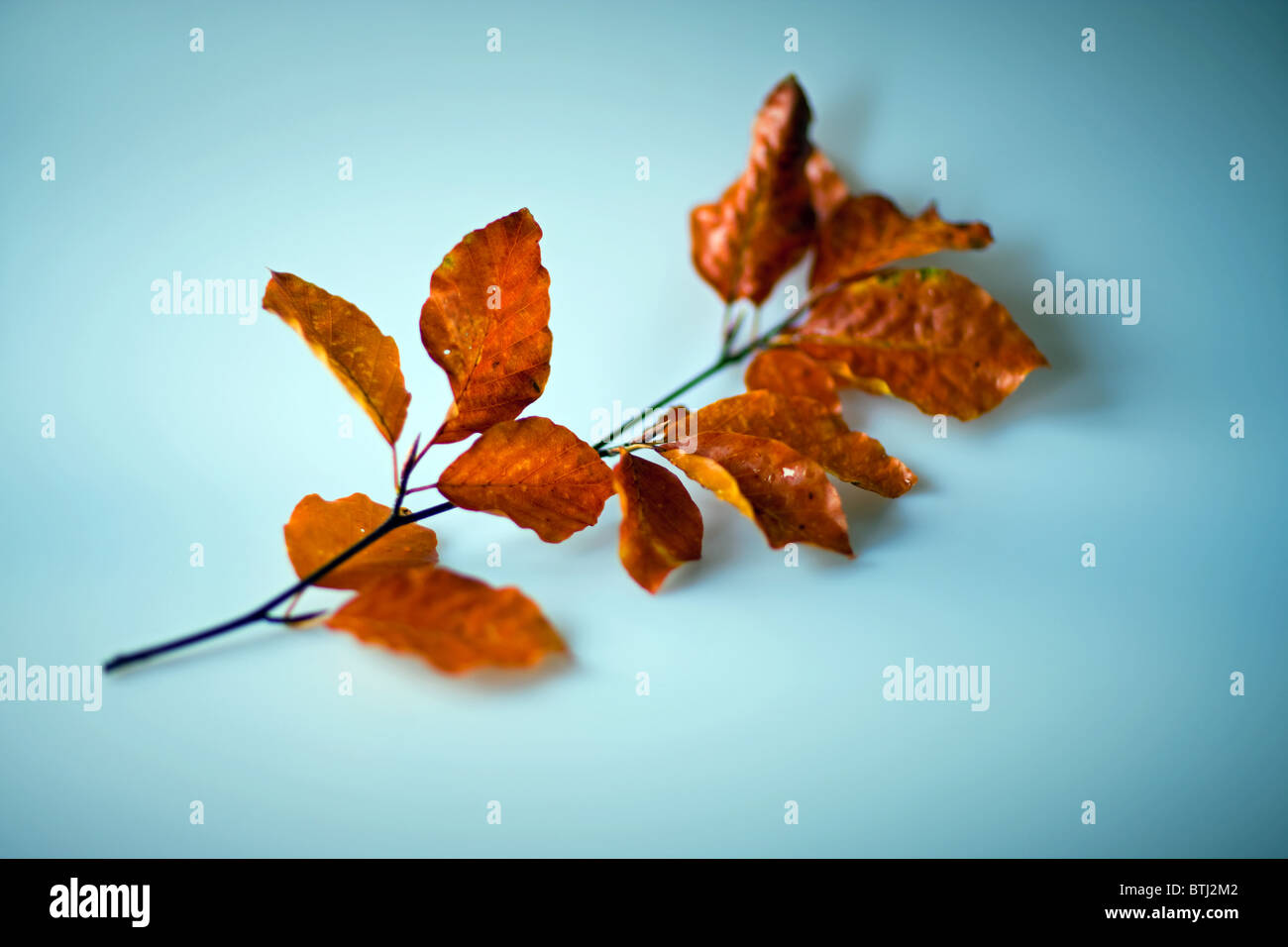 Beech stem hi-res stock photography and images - Alamy
