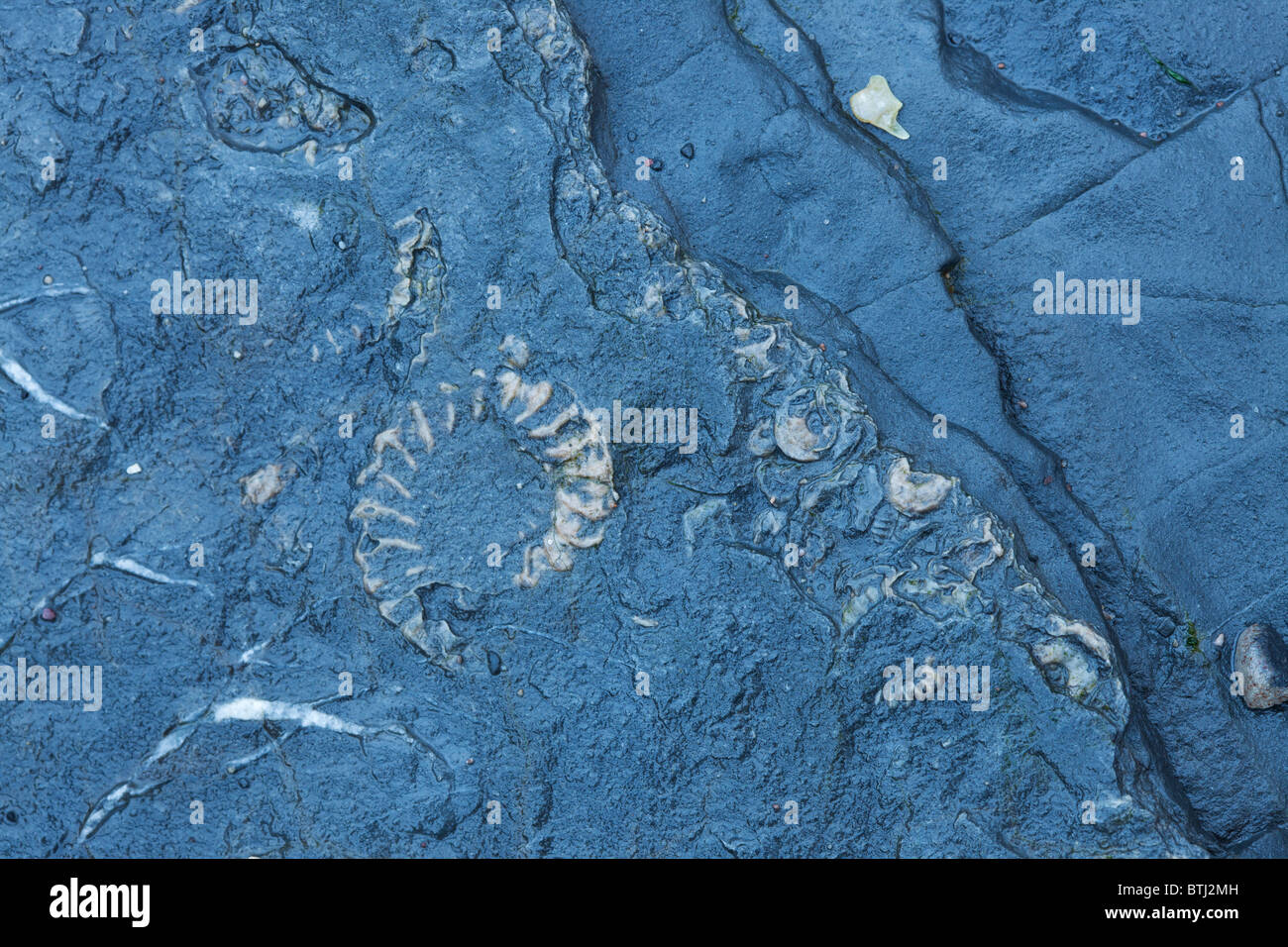 Ammonite fossils hi-res stock photography and images - Alamy