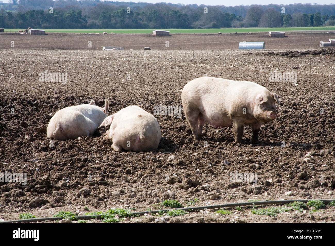 Pigs Landscape High Resolution Stock Photography and Images - Alamy