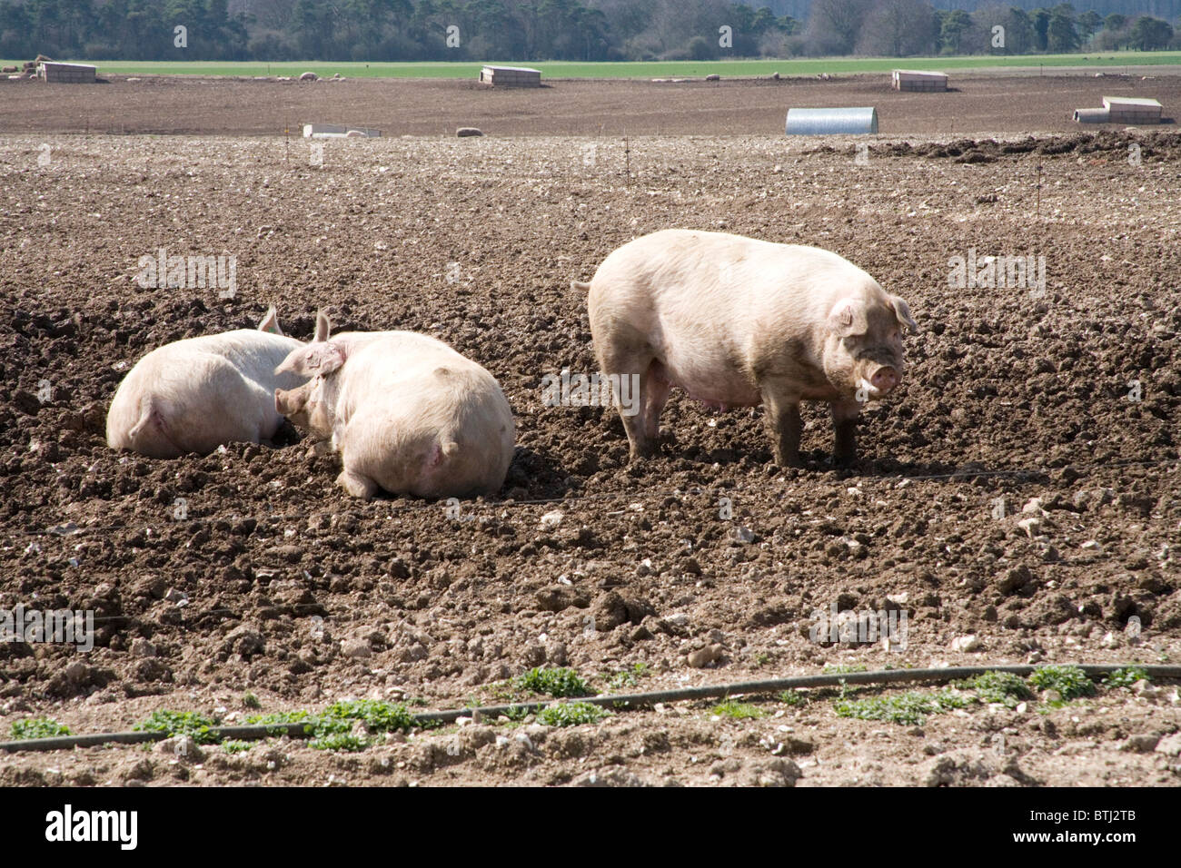 Pig sheds hi-res stock photography and images - Alamy