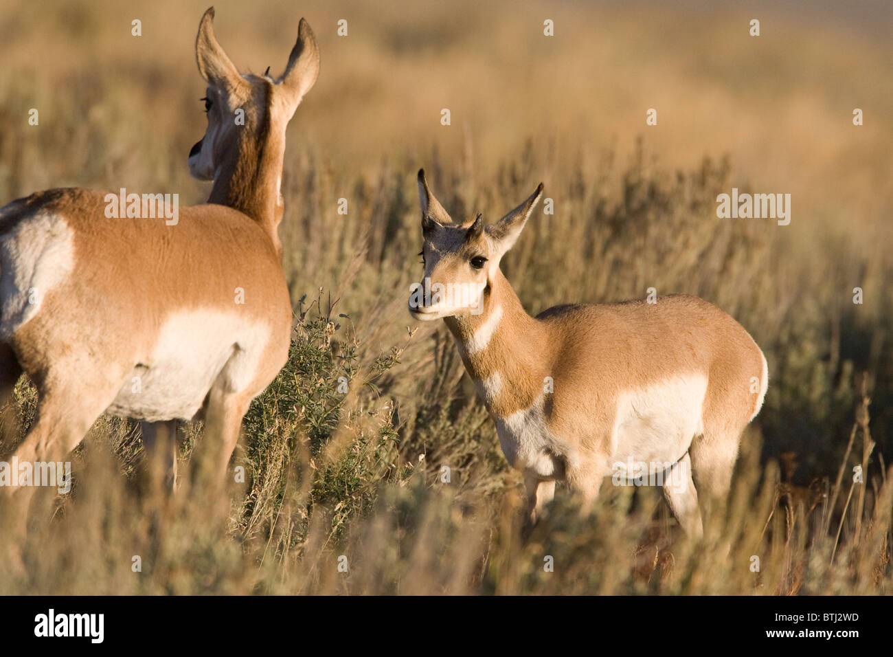 Pronghorn Antelope Doe and Young Buck Stock Photo - Alamy