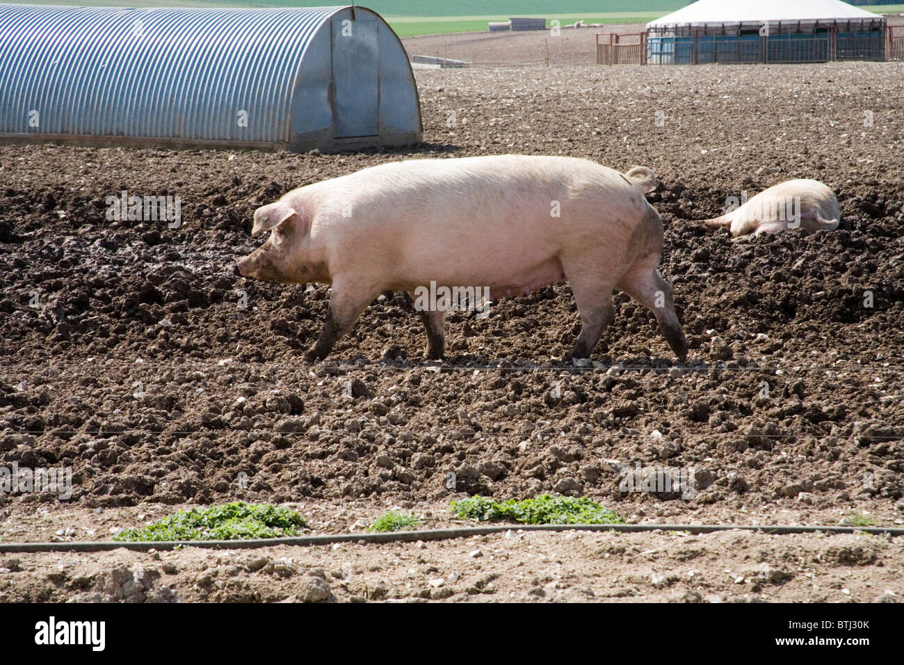 Pig farm wiltshire hi-res stock photography and images - Alamy