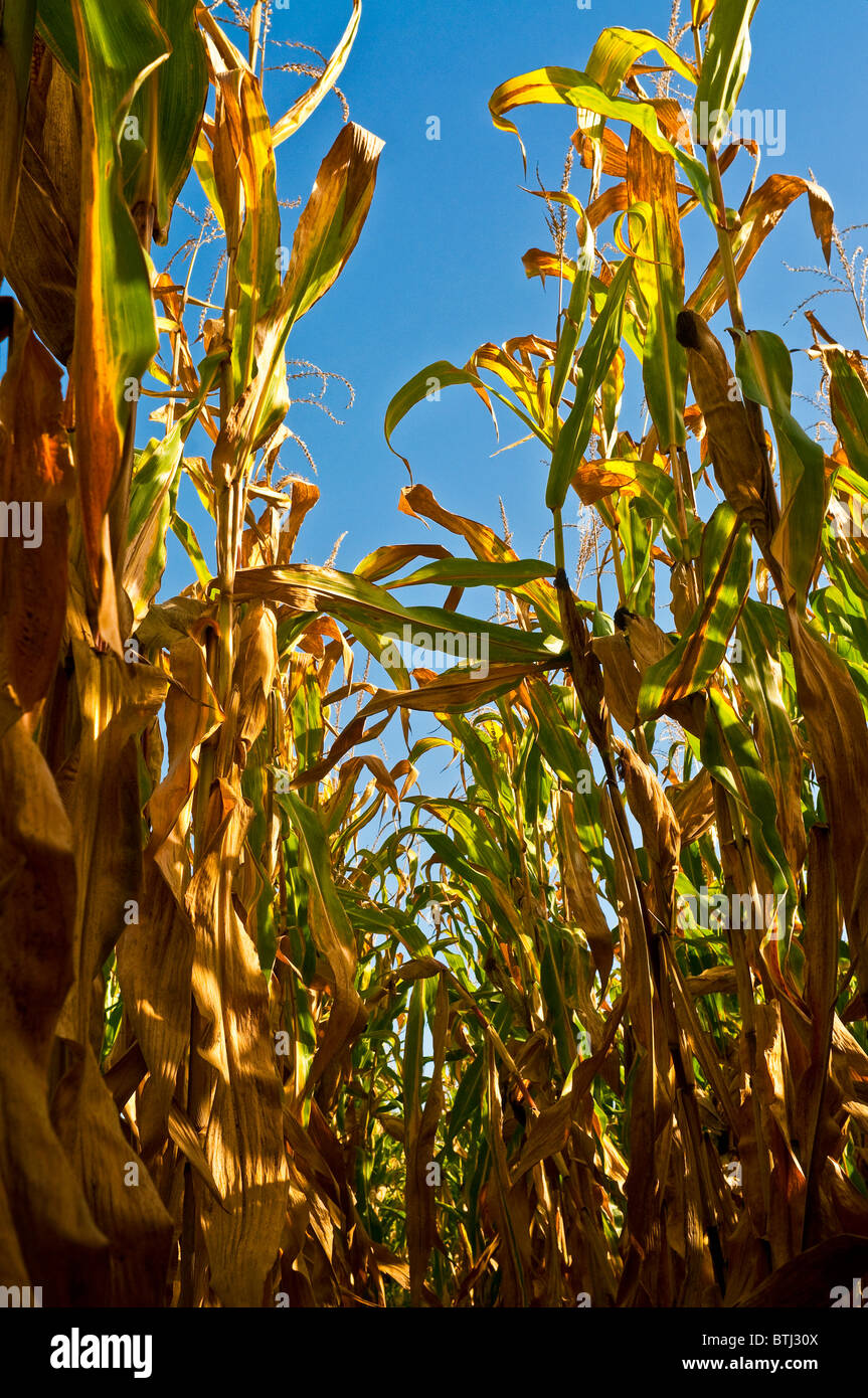 Maize corn stems hi-res stock photography and images - Alamy