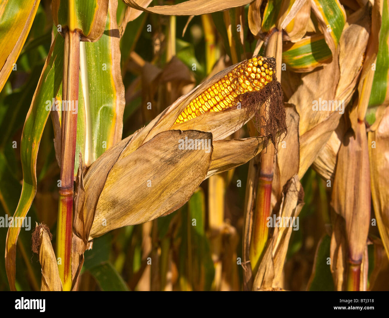 Indre corn hi-res stock photography and images - Alamy