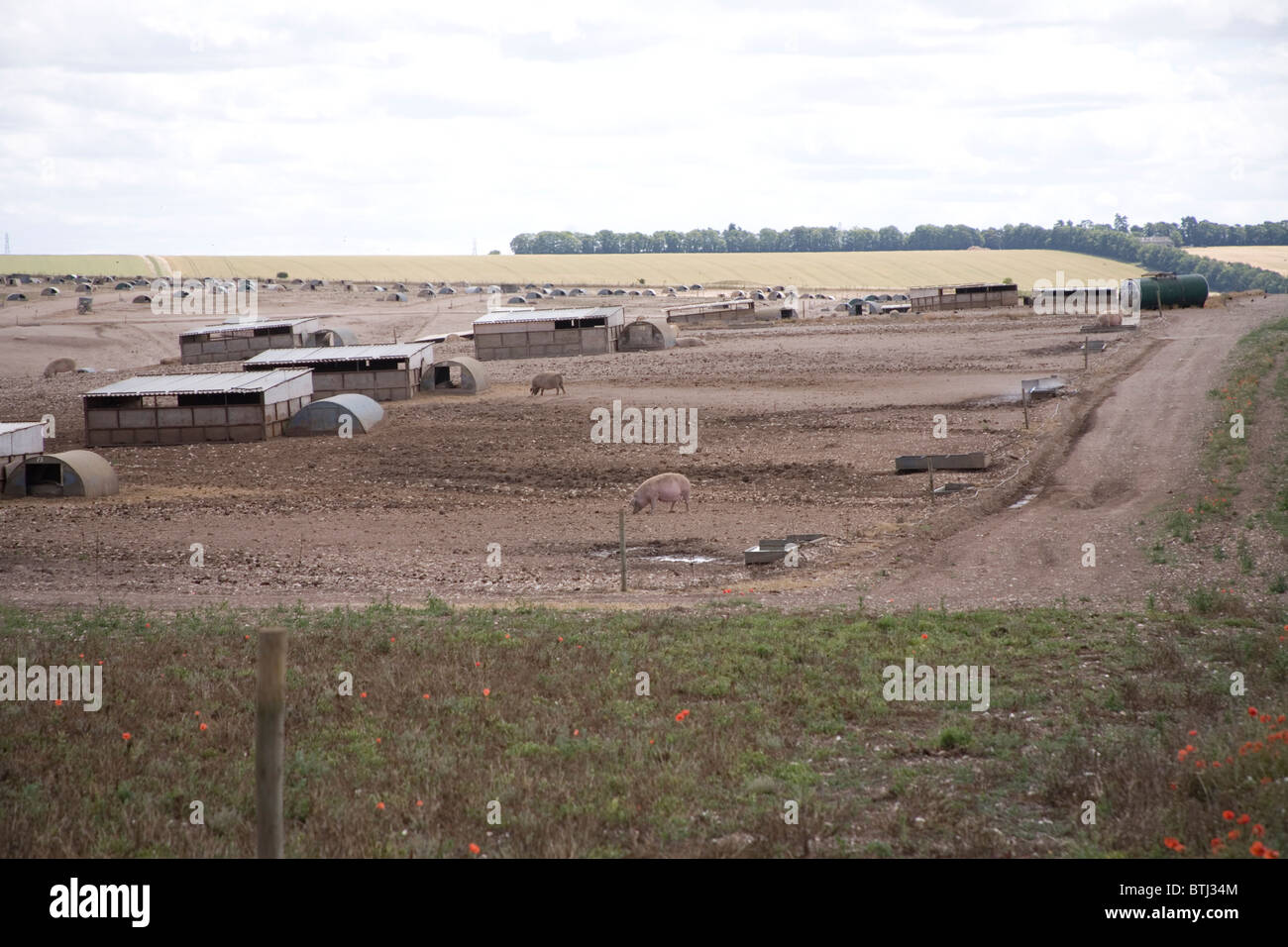 Pigs landscape hi-res stock photography and images - Alamy