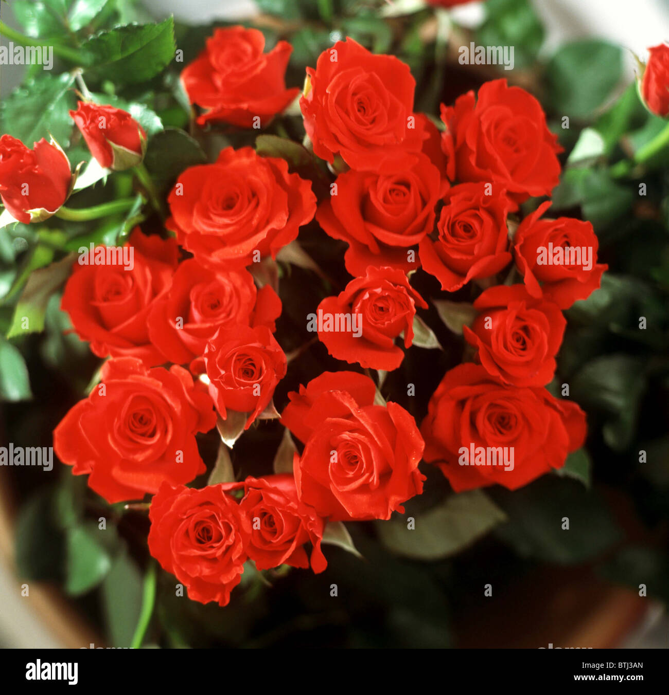 Beautiful bouquet of red roses Stock Photo - Alamy