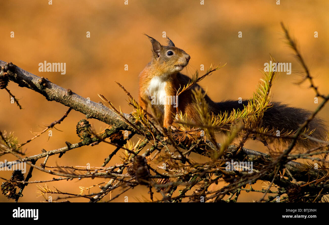 Drey squirrel hi-res stock photography and images - Alamy