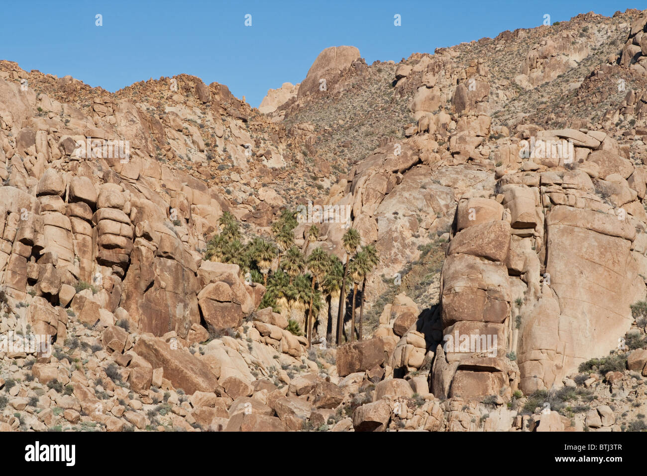 A cluster of palms amidst rocks at Lost Palms Oasis in Joshua Tree ...