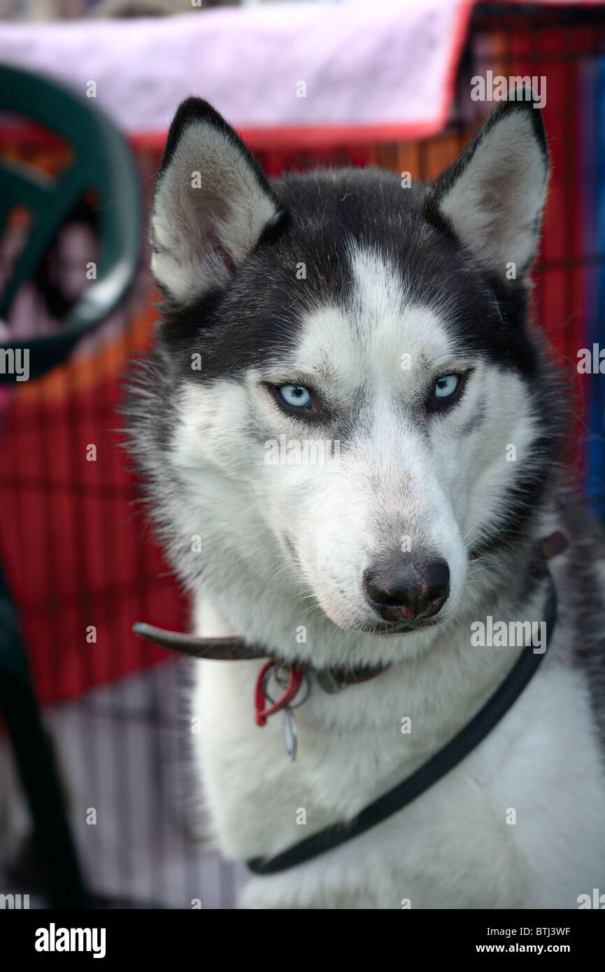 Portrait of a Siberian Husky Stock Photo - Alamy