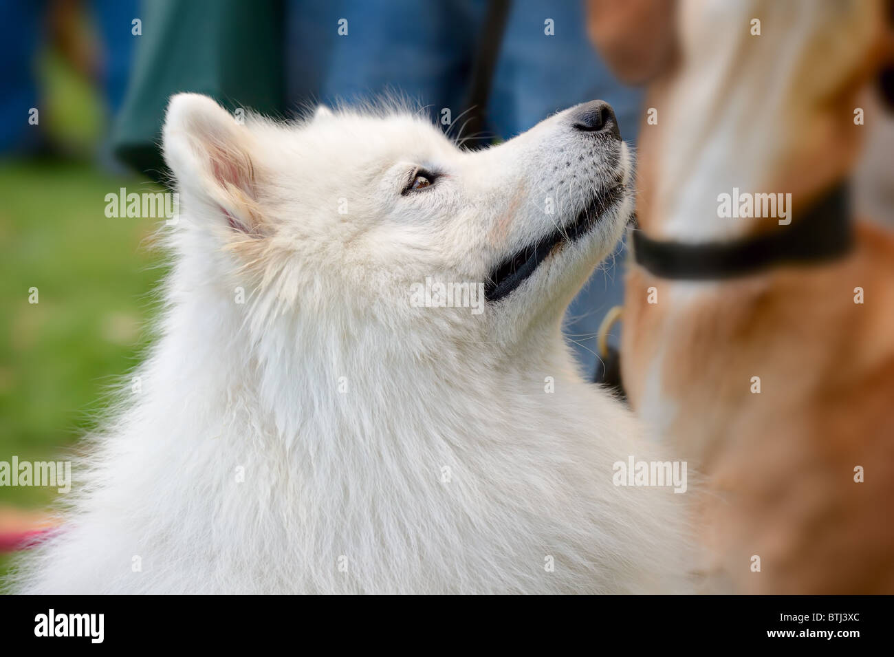 Portrait of Pyrenean Mountain Dog (Great Pyrenees Stock Photo - Alamy