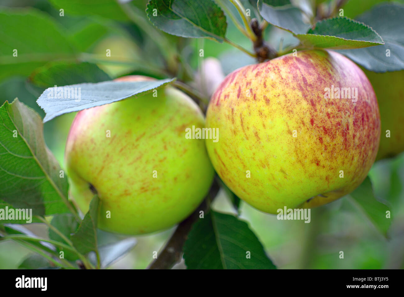 Ripe green English eatiing apples, with a red blush, growing on a tree ...