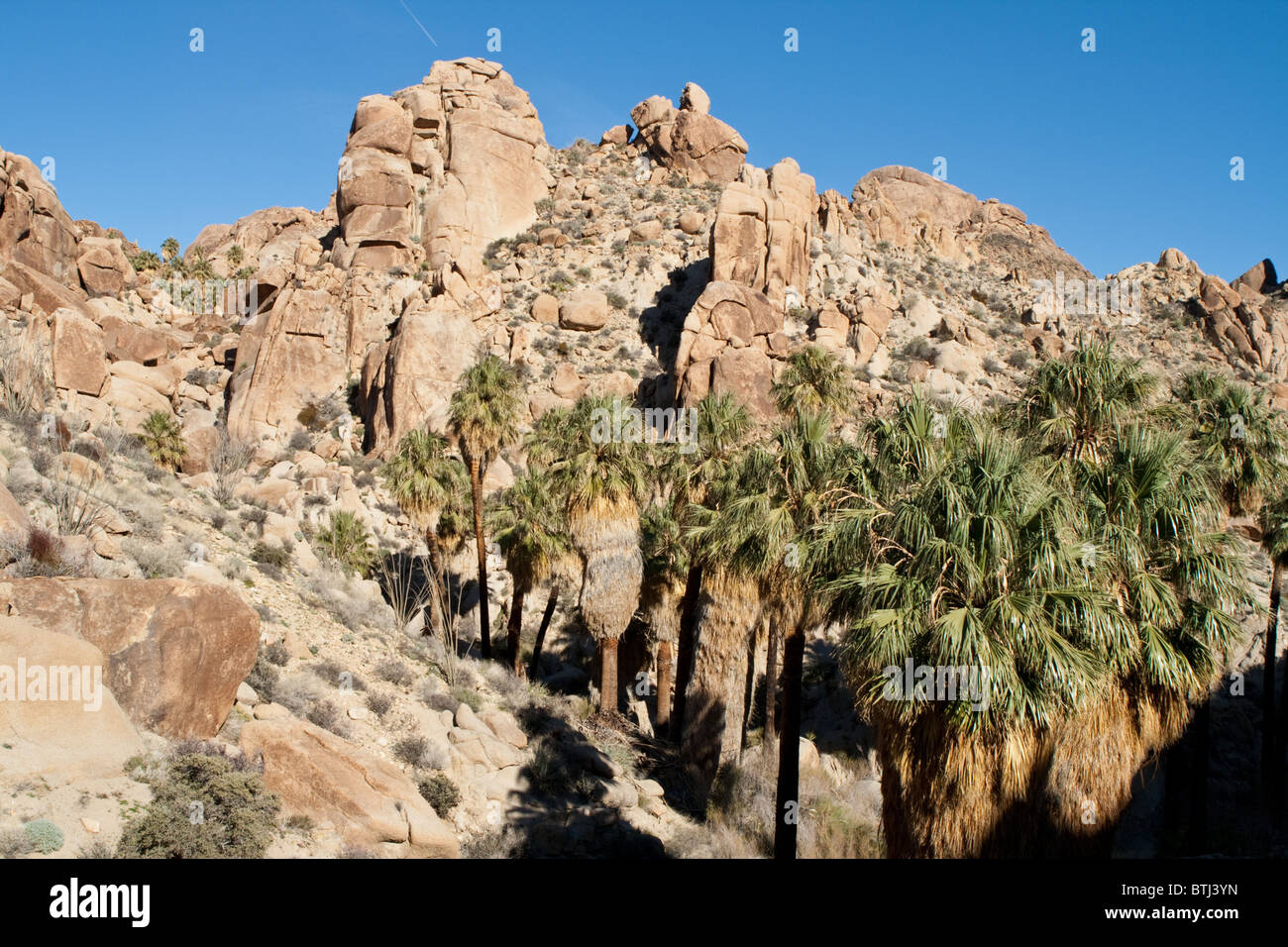 A cluster of palms at Lost Palms Oasis in Joshua Tree National park ...