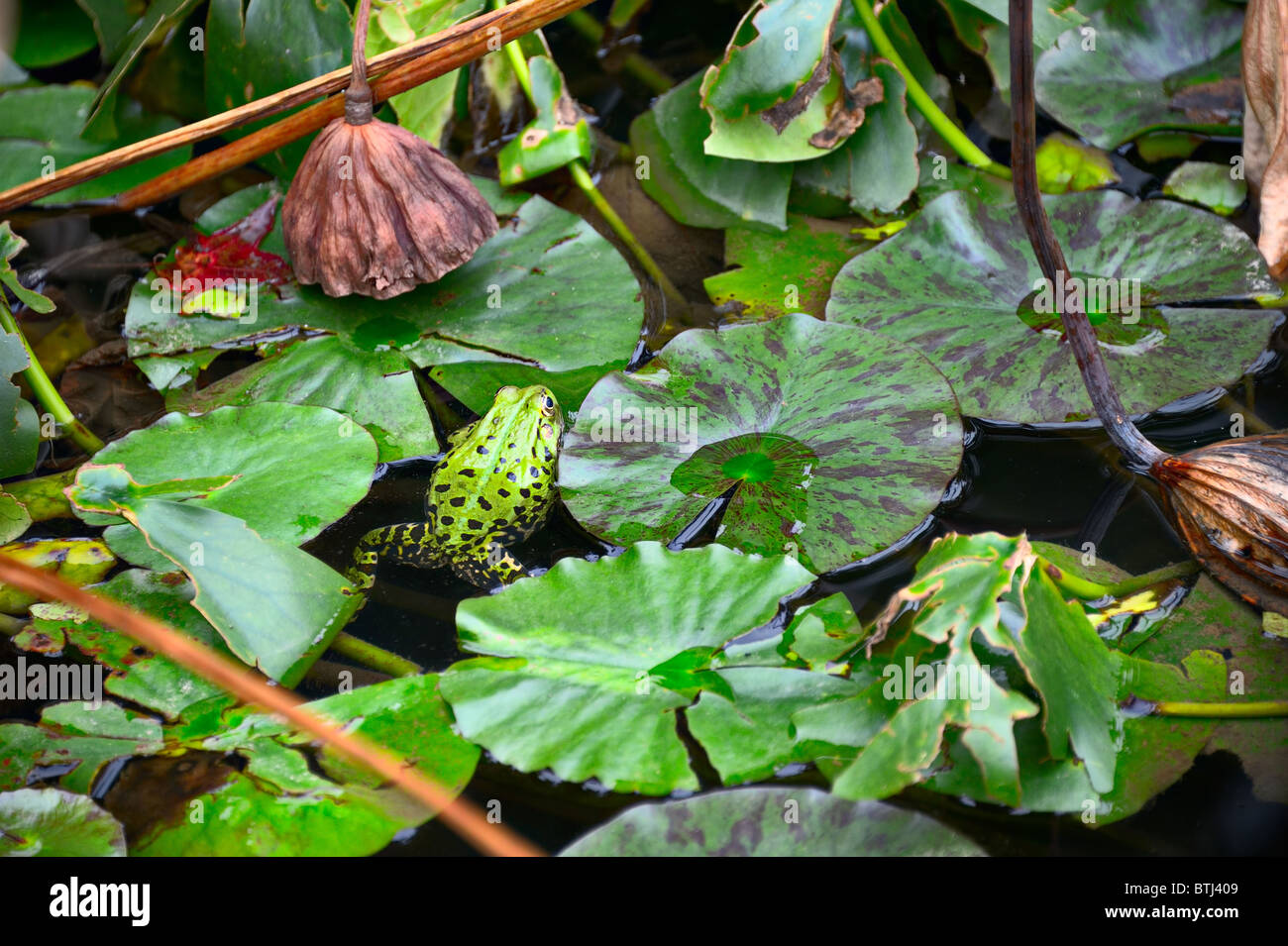 A green frog with black spots on the surface of an overgrown water lily ...