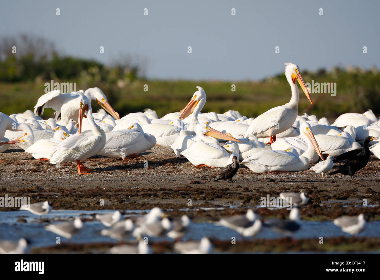 Texas gulf coast birds hi-res stock photography and images - Alamy
