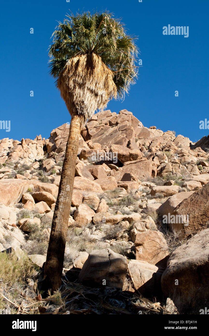 Oasis palms hi-res stock photography and images - Alamy