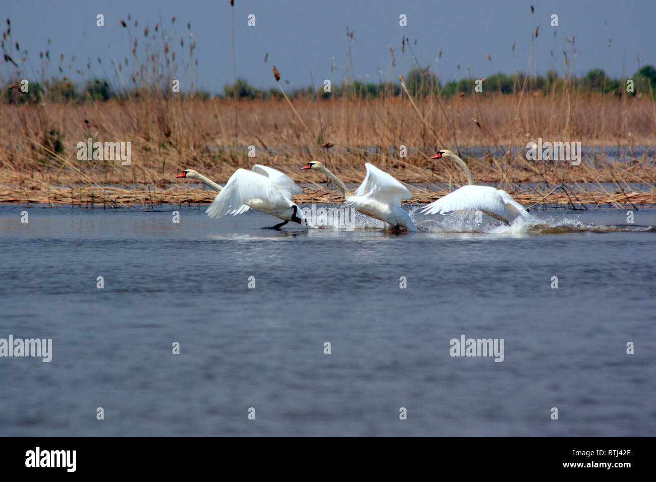 Swan, Volga river Delta, Astrakhan region, Russia Stock Photo - Alamy