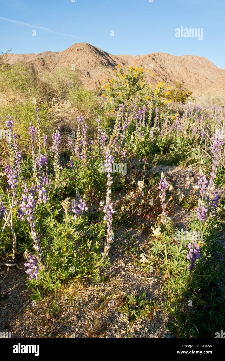 Desert spring wildflowers hi-res stock photography and images - Alamy