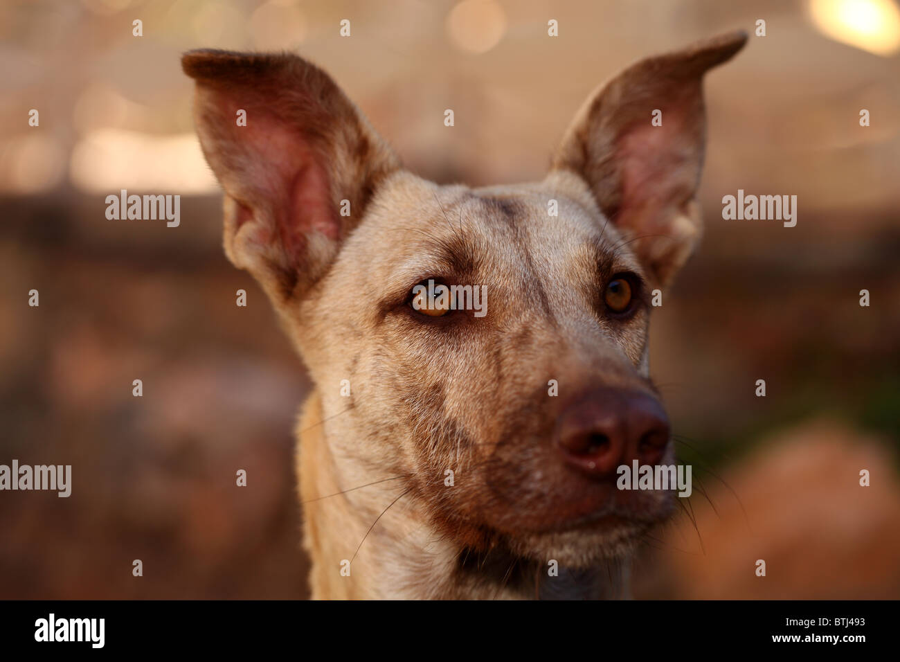 Dog looking inquisitive Stock Photo - Alamy
