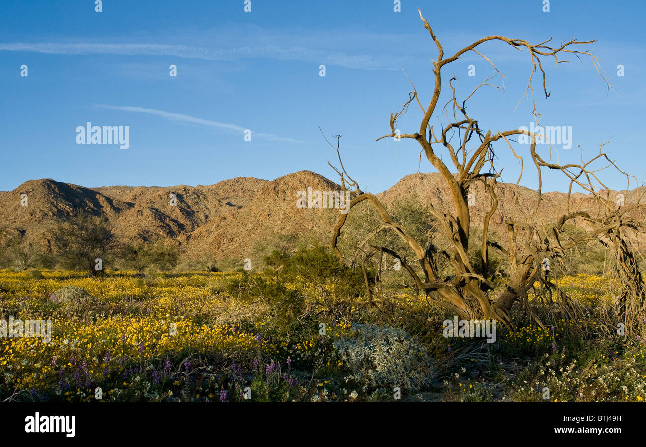 Spring wildflowers and dry shrub in the California desert outside ...