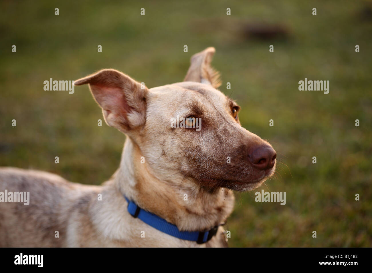 Inquisitive Puppies High Resolution Stock Photography and Images - Alamy