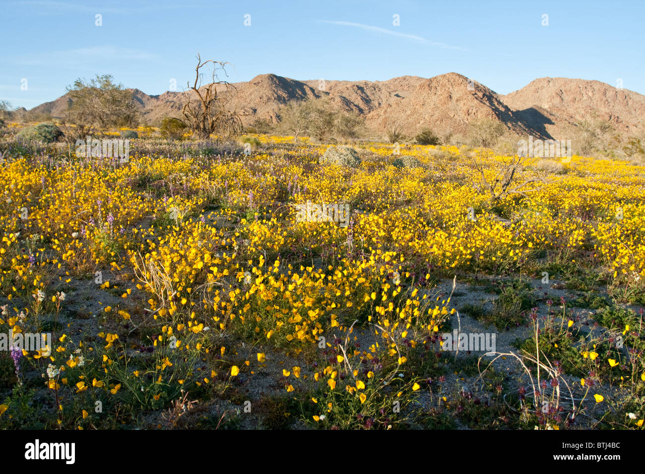 Blooming spring flowers outside Joshua Tree National Park Stock Photo ...