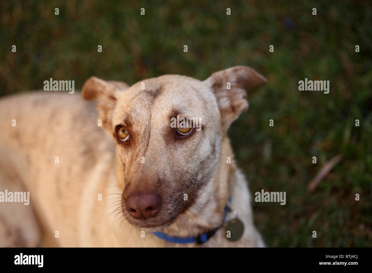 Dog looking scared Stock Photo - Alamy