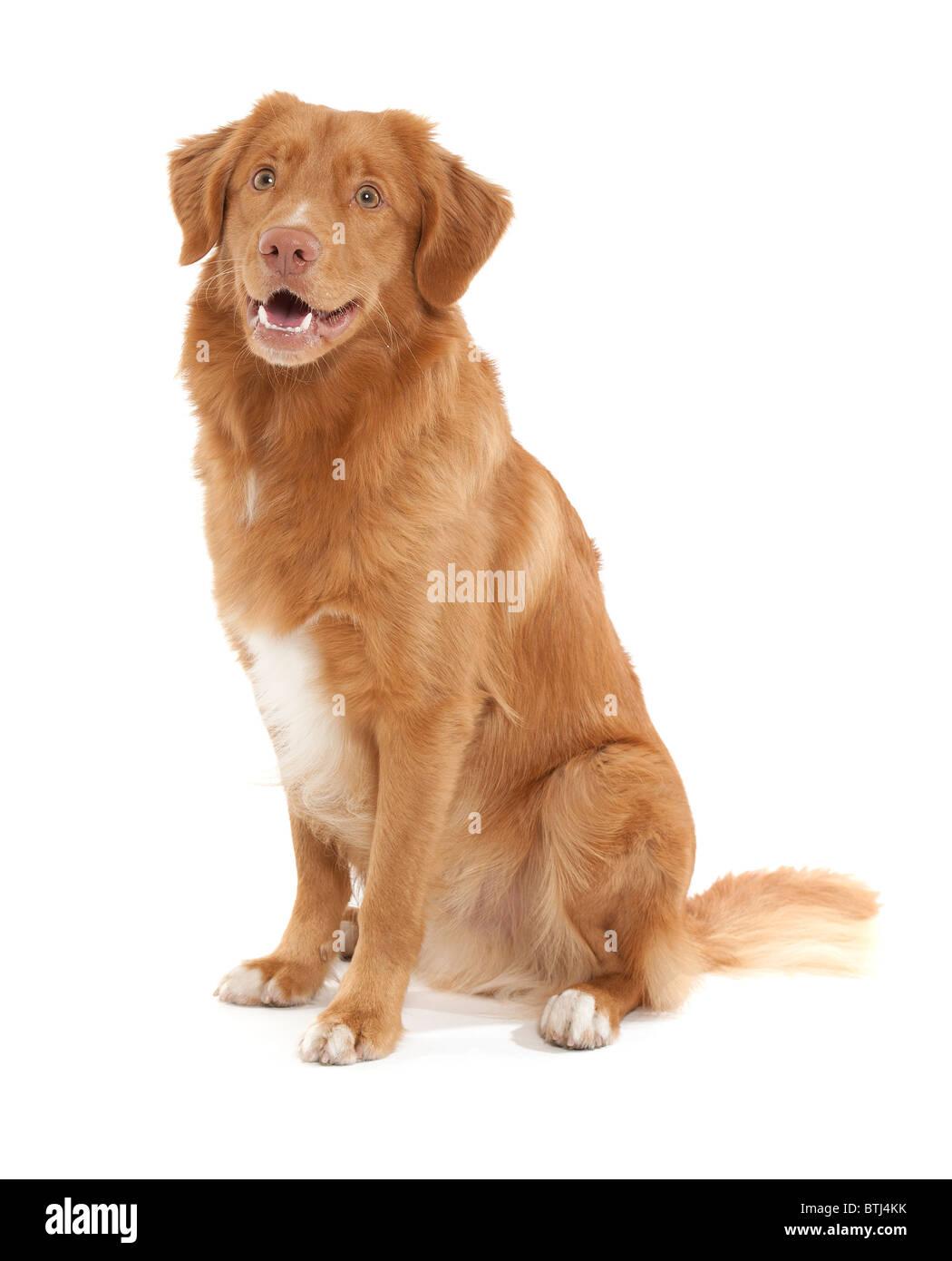 Toller dog hi-res stock photography and images - Alamy