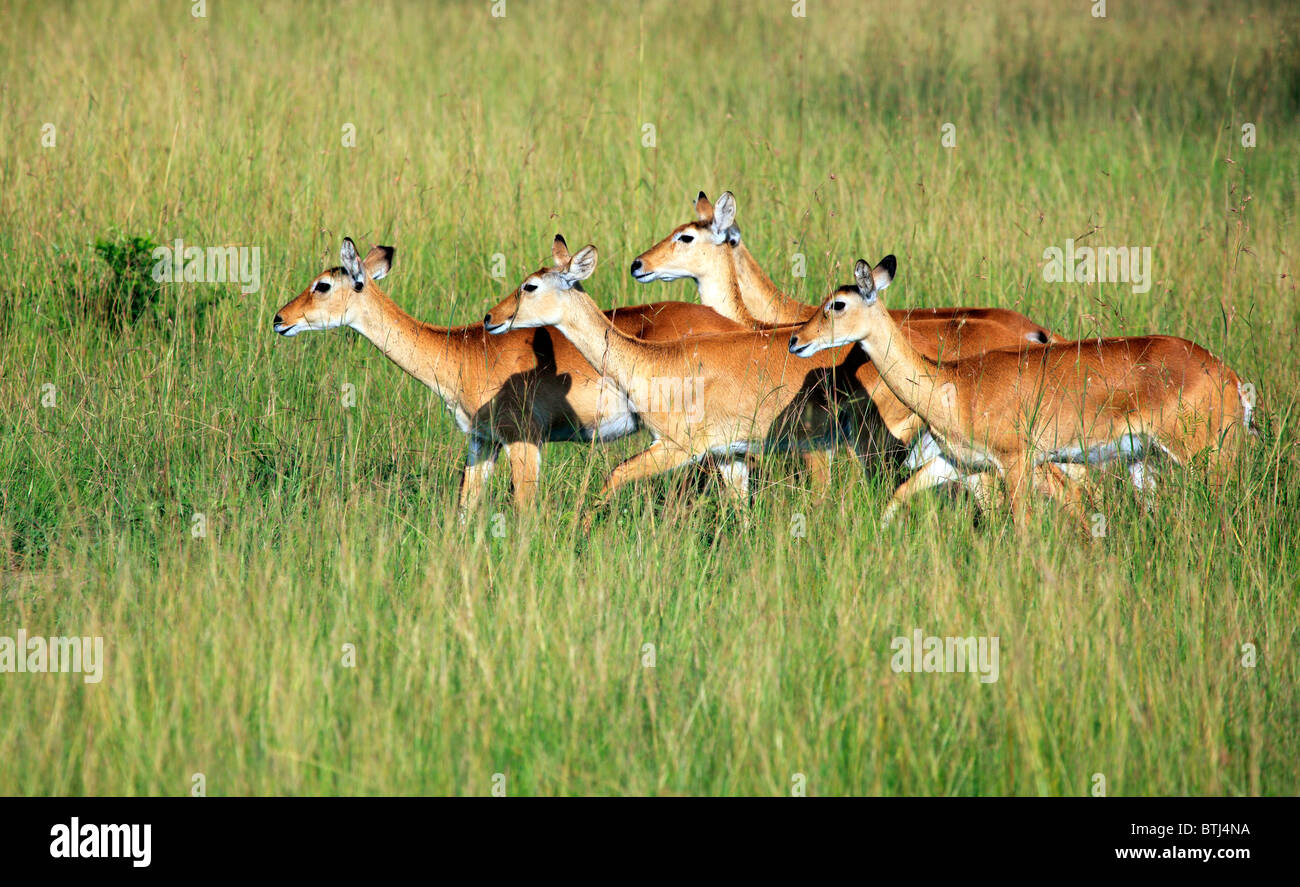 Kob (Kobus kob), Queen Elizabeth National Park, Uganda, East Africa ...