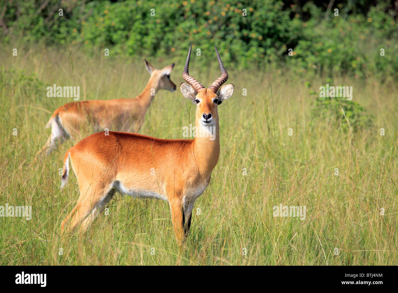 Kob (Kobus kob), Queen Elizabeth National Park, Uganda, East Africa ...