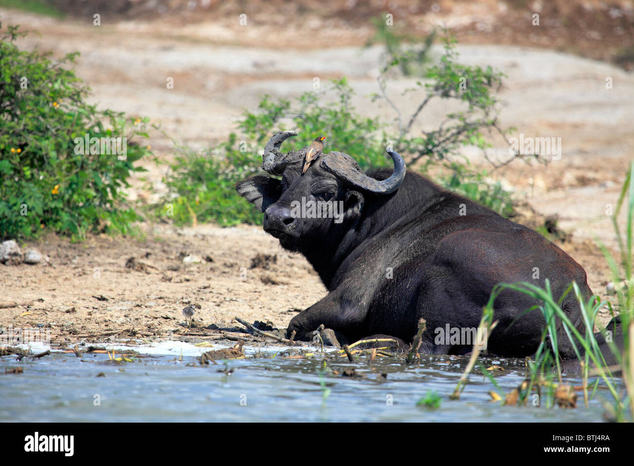 African Buffalo, Affalo, Cape Buffalo (Syncerus caffer), Queen ...