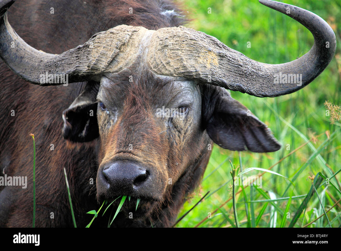 African Buffalo, Affalo, Cape Buffalo (Syncerus caffer), Queen ...
