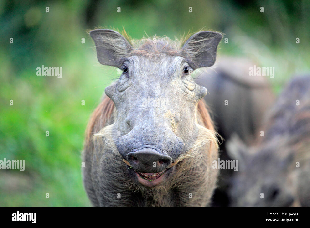 Common Warthog (Phacochoerus africanus), Queen Elizabeth National Park ...