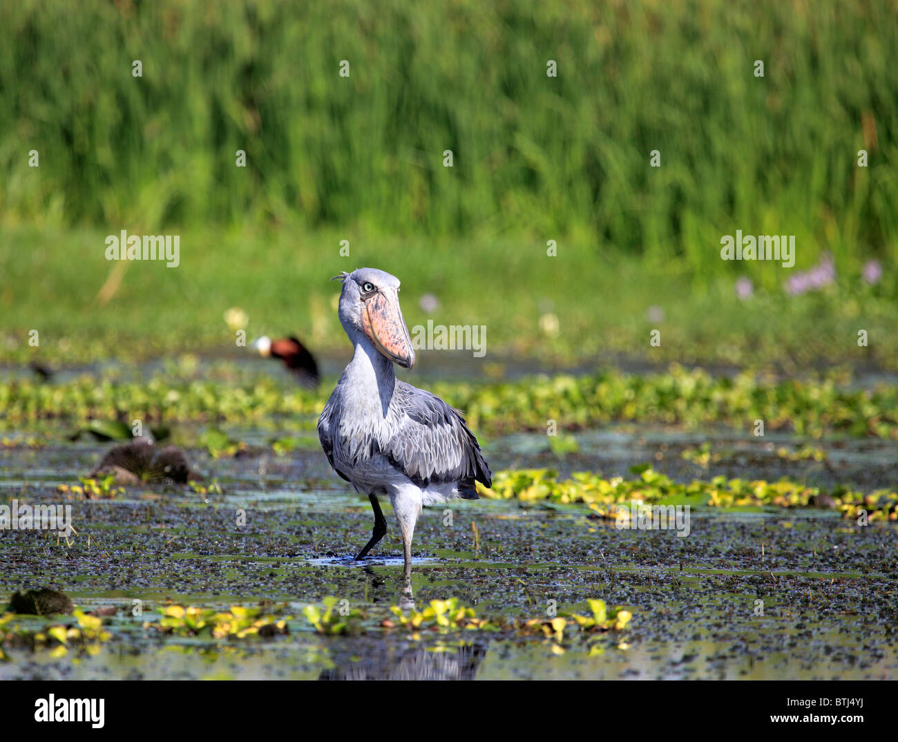 Shoebill (Balaeniceps rex), Lake Albert (Albert Nyanza), Uganda, East ...